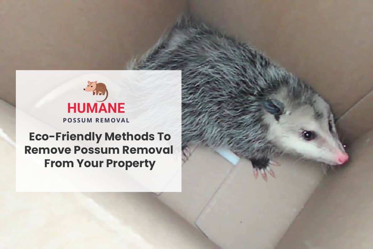 Possum Removal Methods - Humane Possum Removal